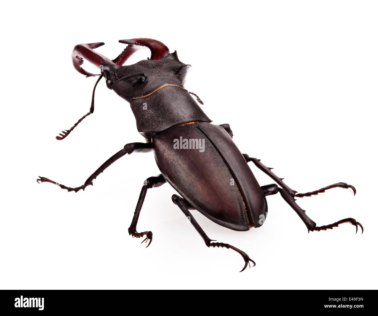 close-up photo of big stag-beetle (Lucanus cervus Stock Photo - Alamy