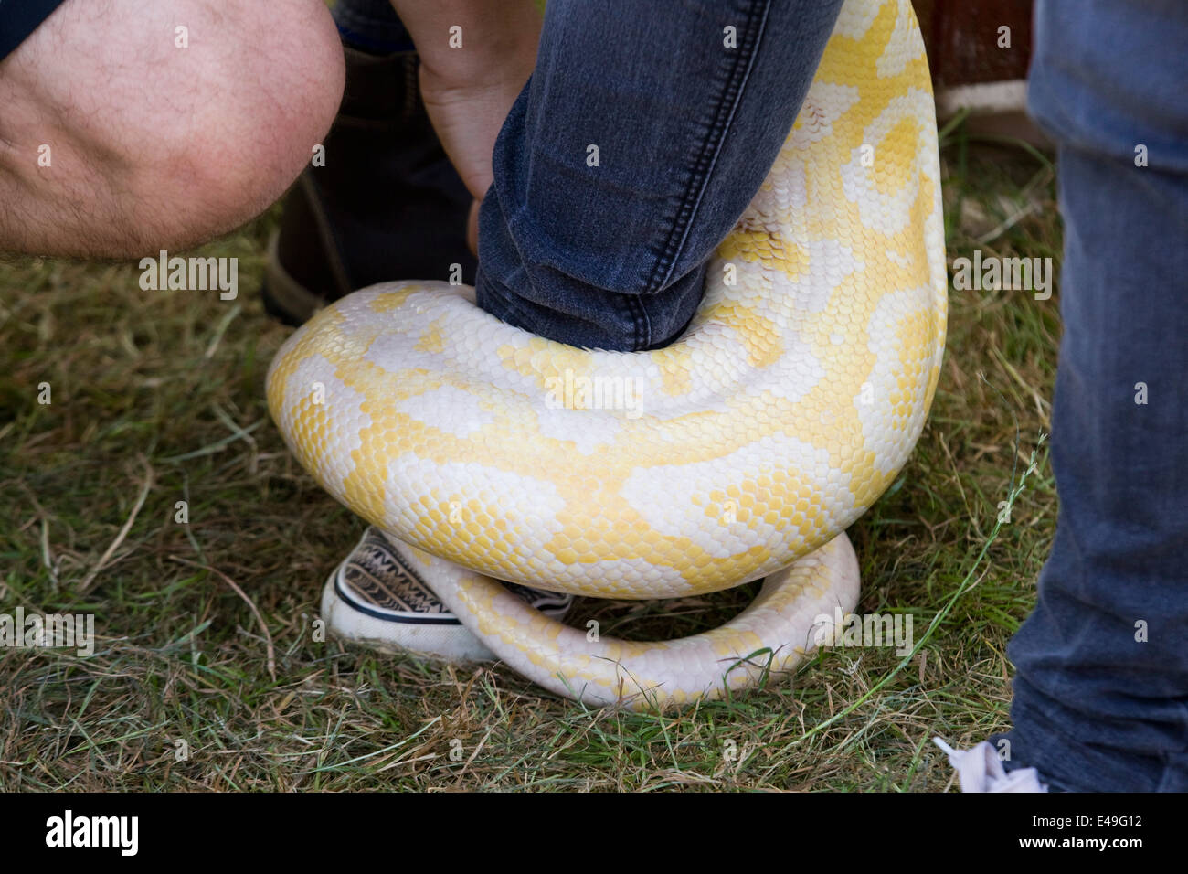 Albino burmese pythons hi-res stock photography and images - Alamy