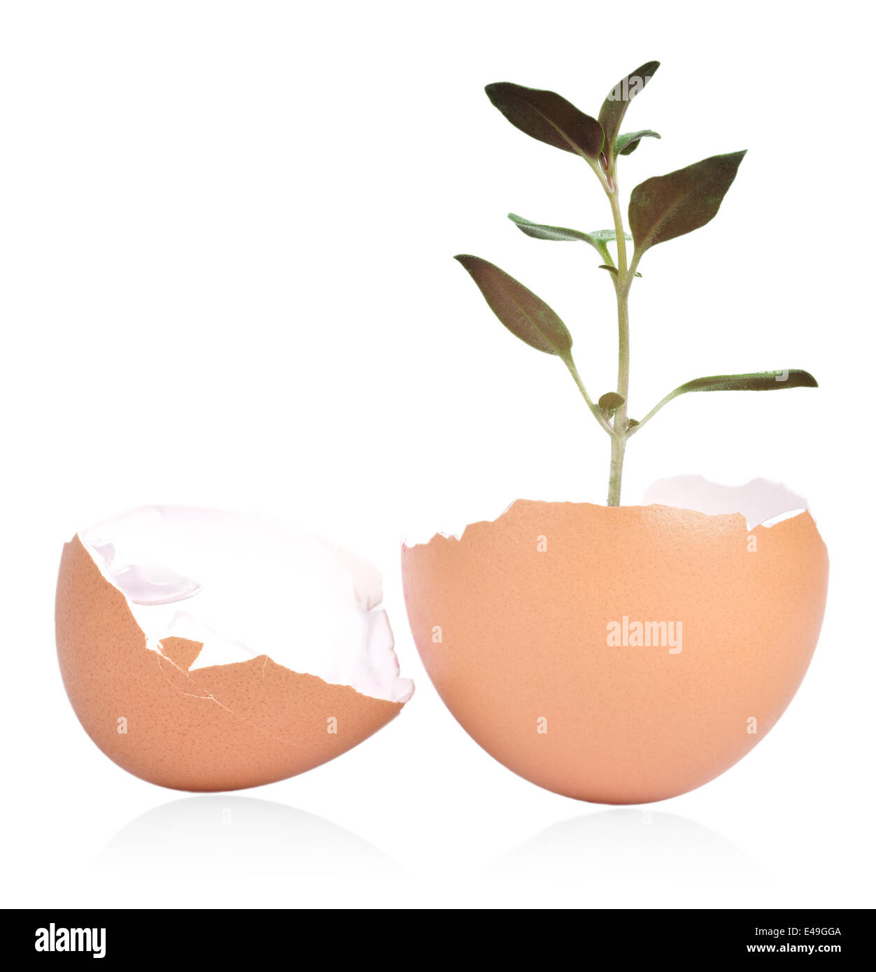 Egg Shell and Plant Stock Photo - Alamy