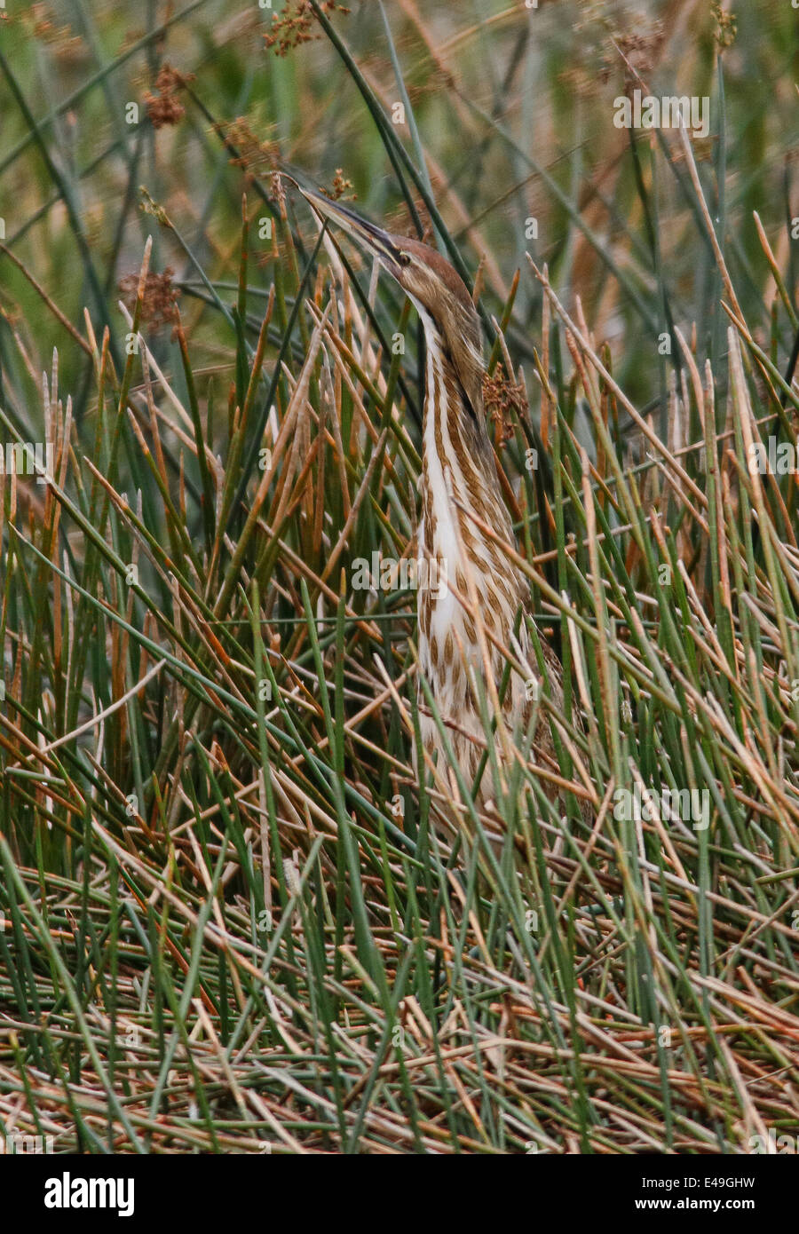 American bittern hiding in reeds hi-res stock photography and images ...