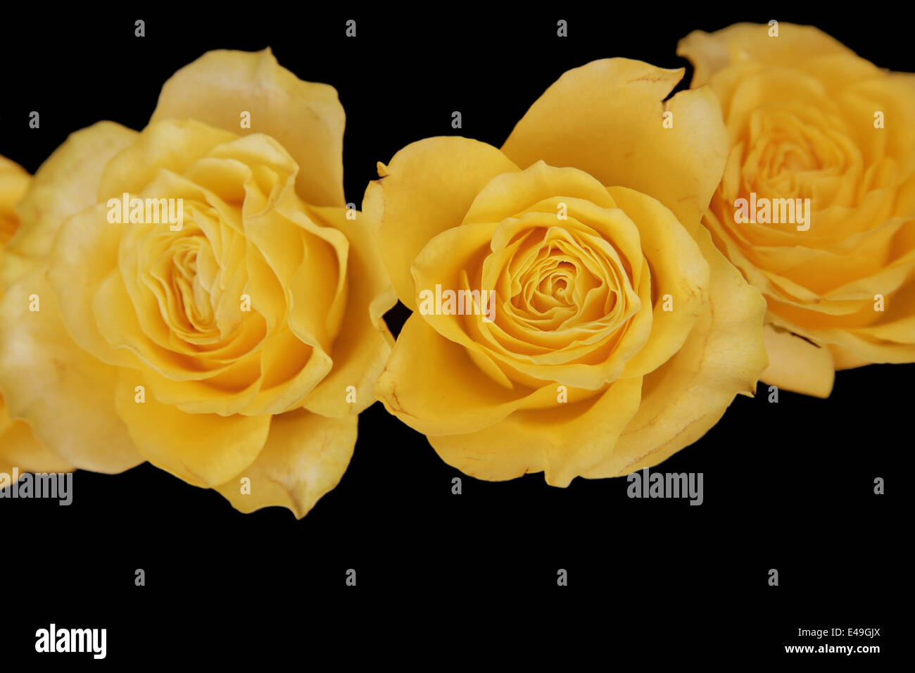 Long stem yellow roses hi-res stock photography and images - Alamy
