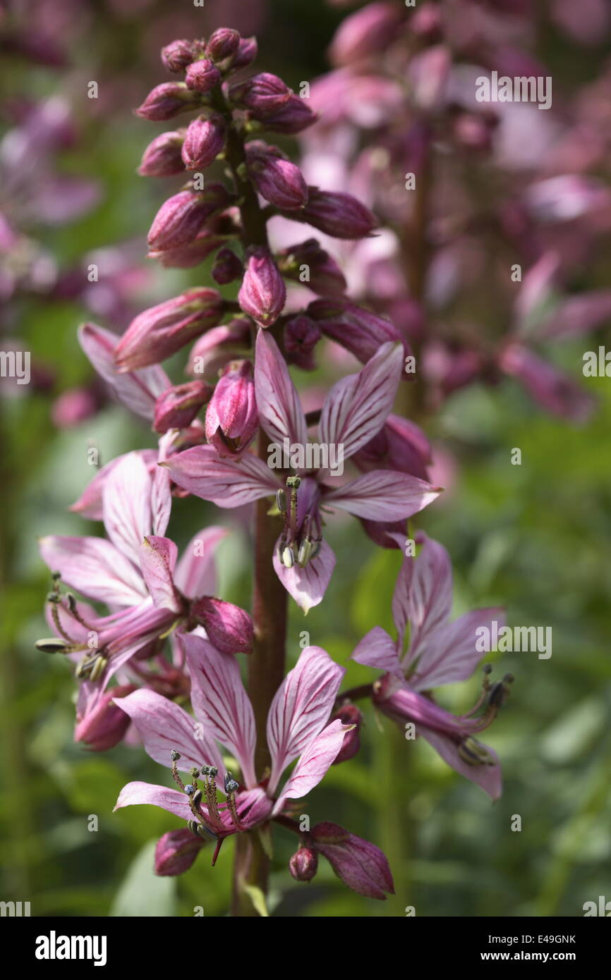 Dictamnus albus dittany gas plant hi-res stock photography and images ...