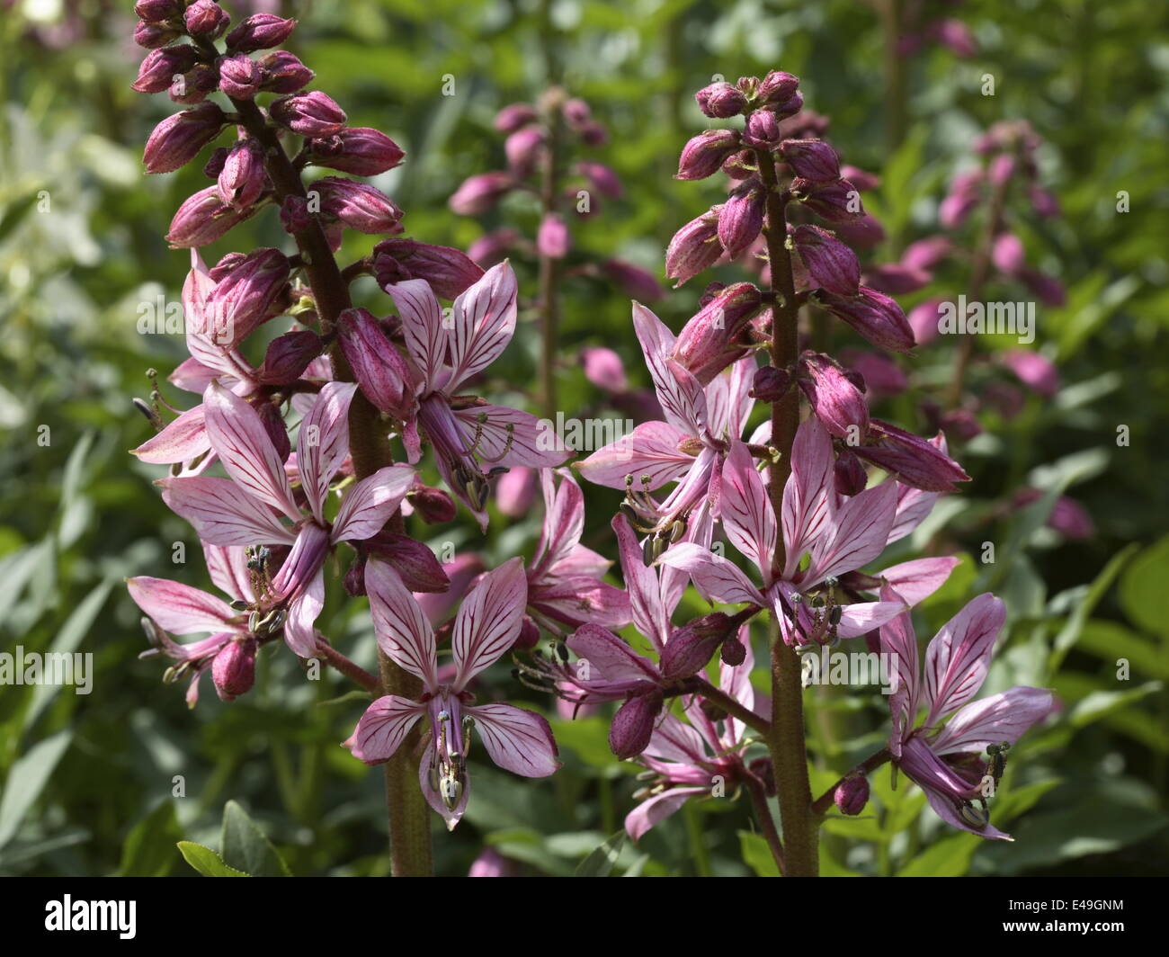 Burning bush - Dictamnus albus Stock Photo - Alamy