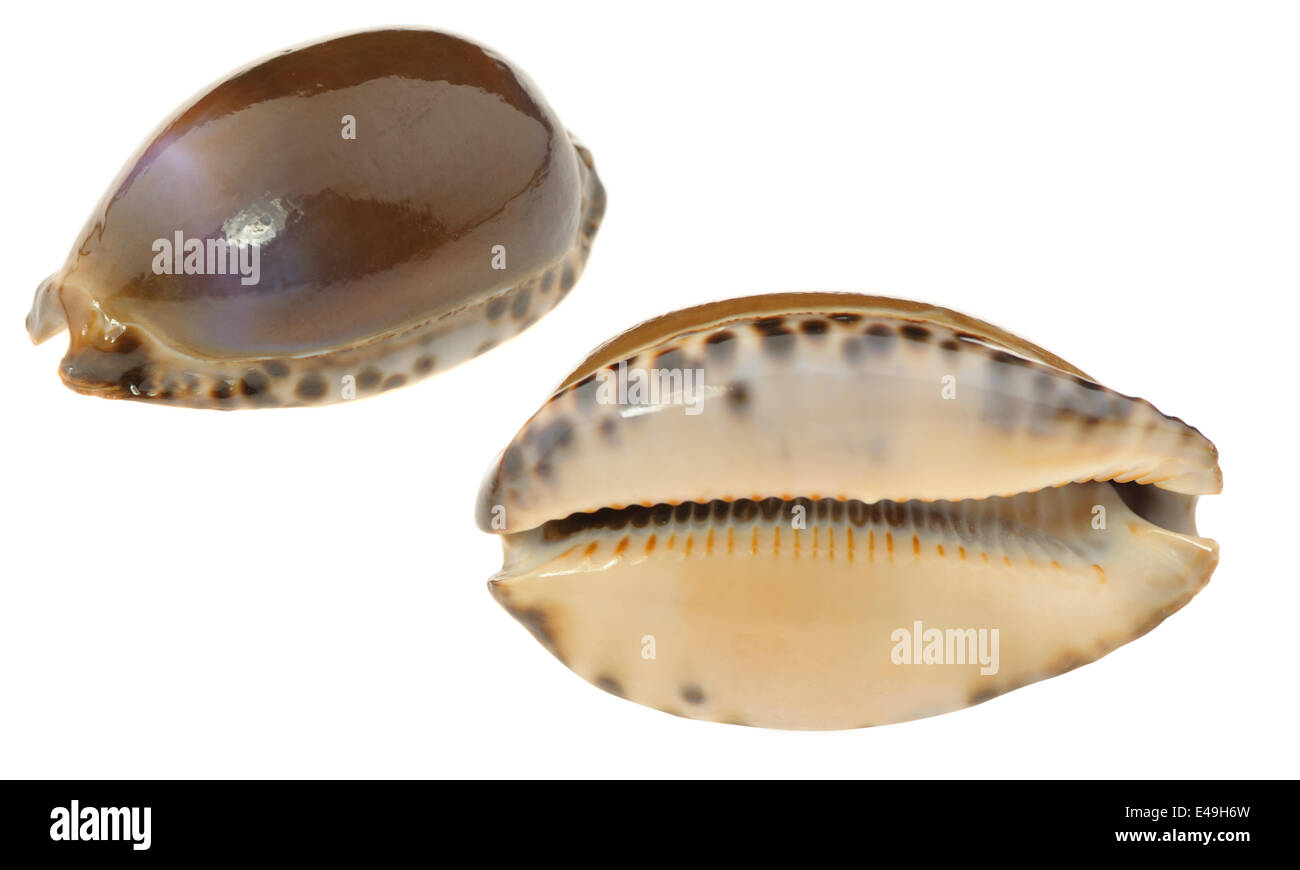 Cone shell pattern Cut Out Stock Images & Pictures - Alamy