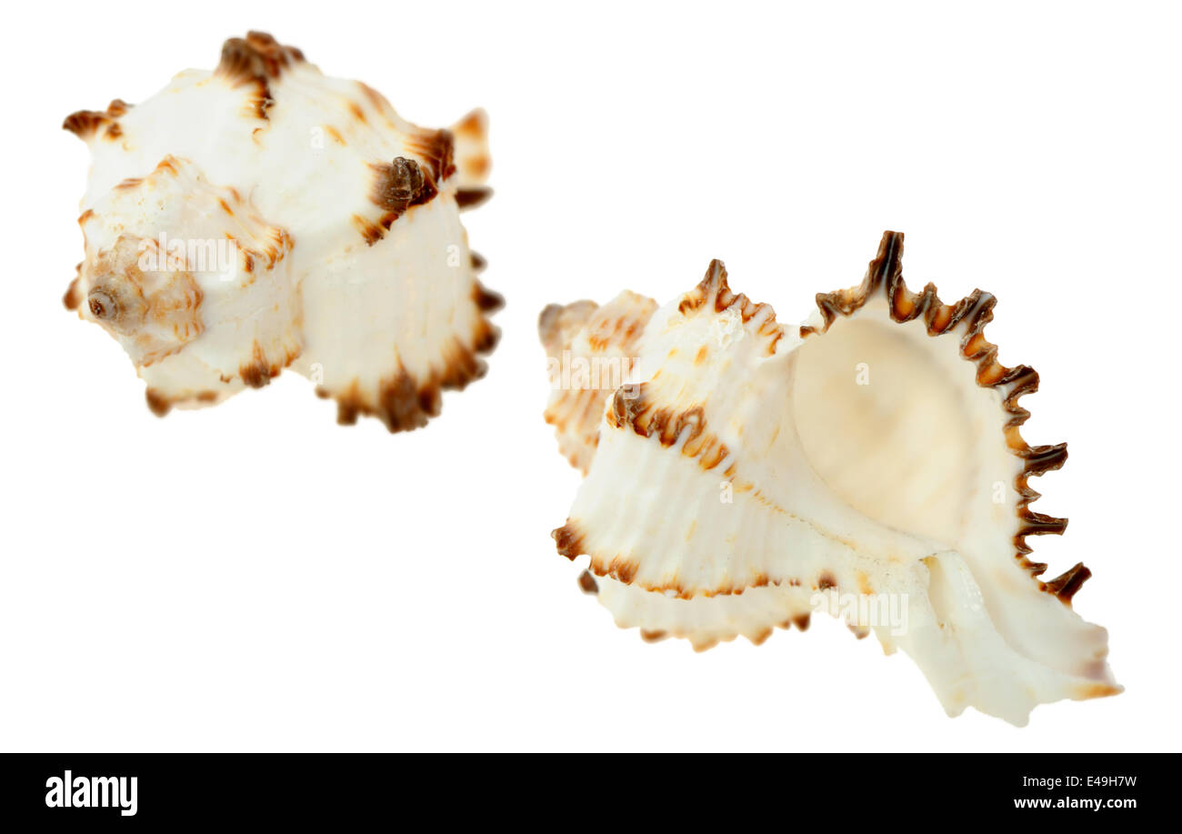 Sea animal in underwater Cut Out Stock Images & Pictures - Alamy