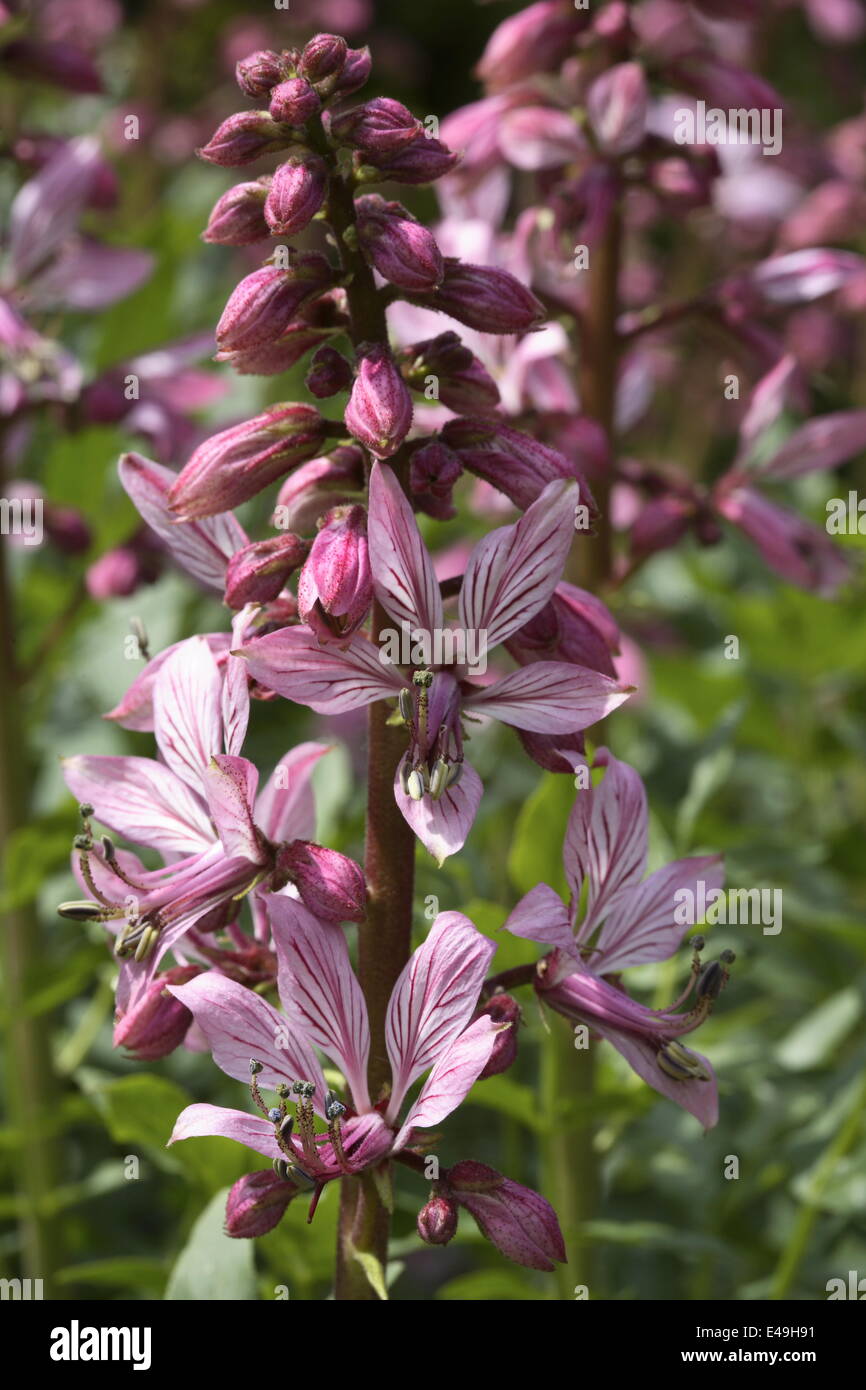 Burning bush - Dictamnus albus Stock Photo - Alamy