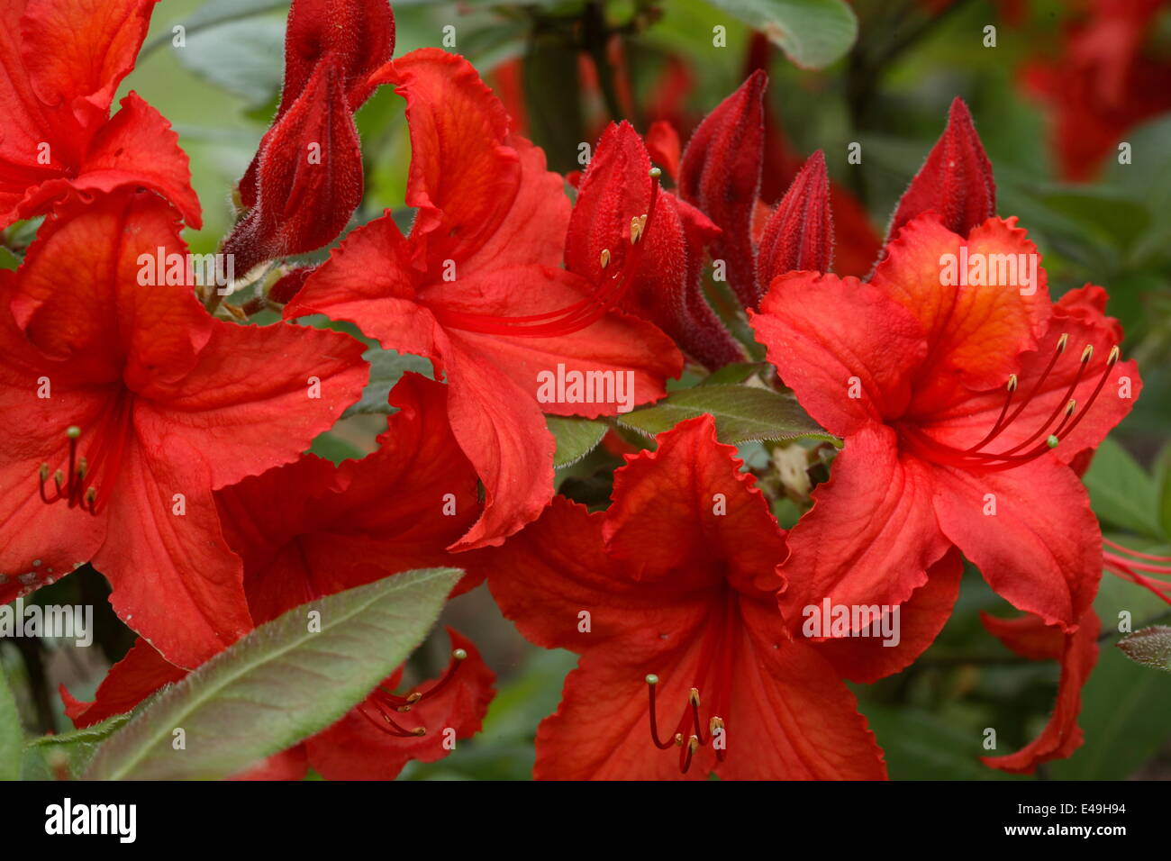 Azalea 'Dorothy Corston' Stock Photo - Alamy