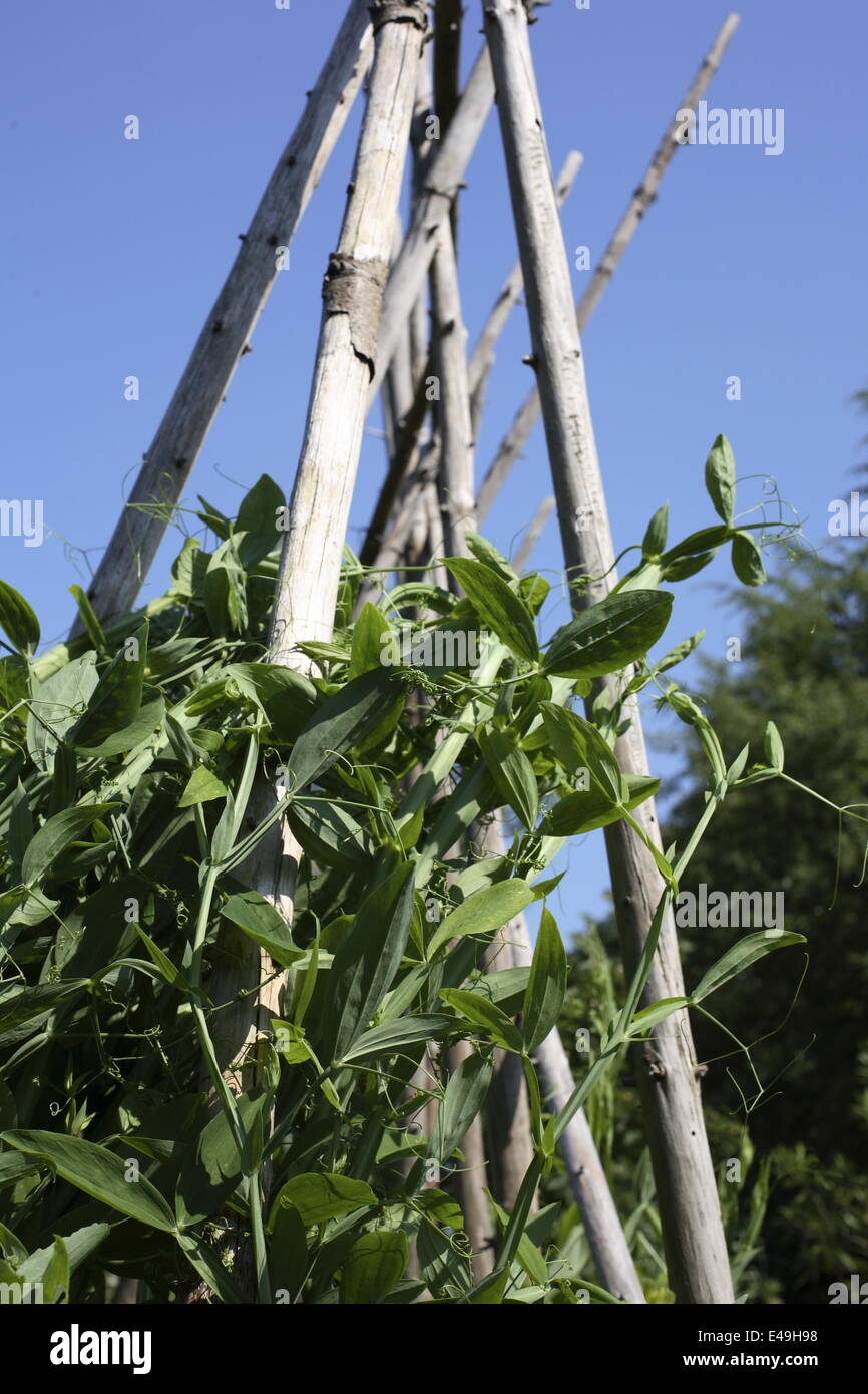 Bean Stalk High Resolution Stock Photography and Images - Alamy