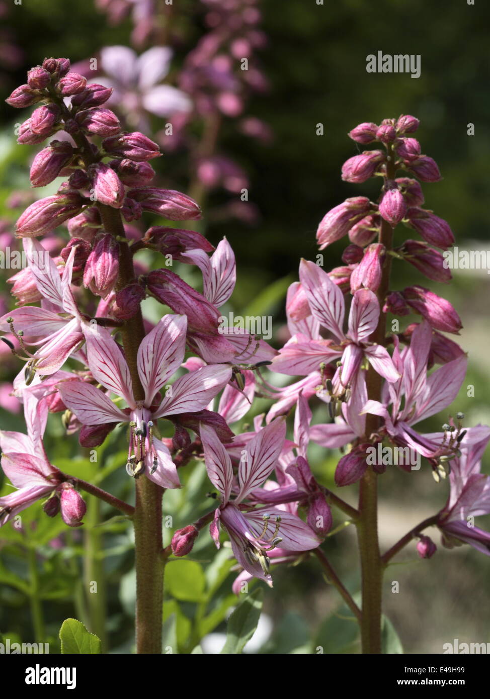 Burning bush - Dictamnus albus Stock Photo - Alamy