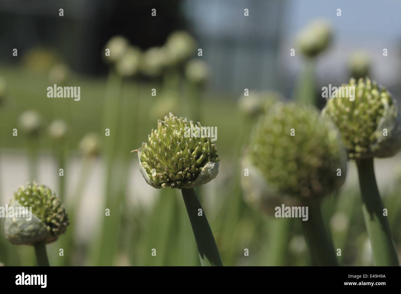 Welsh onion - Allium fistulosum Stock Photo - Alamy