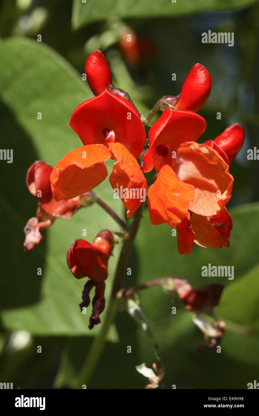 Runner bean - Phaseolus coccineus Stock Photo - Alamy