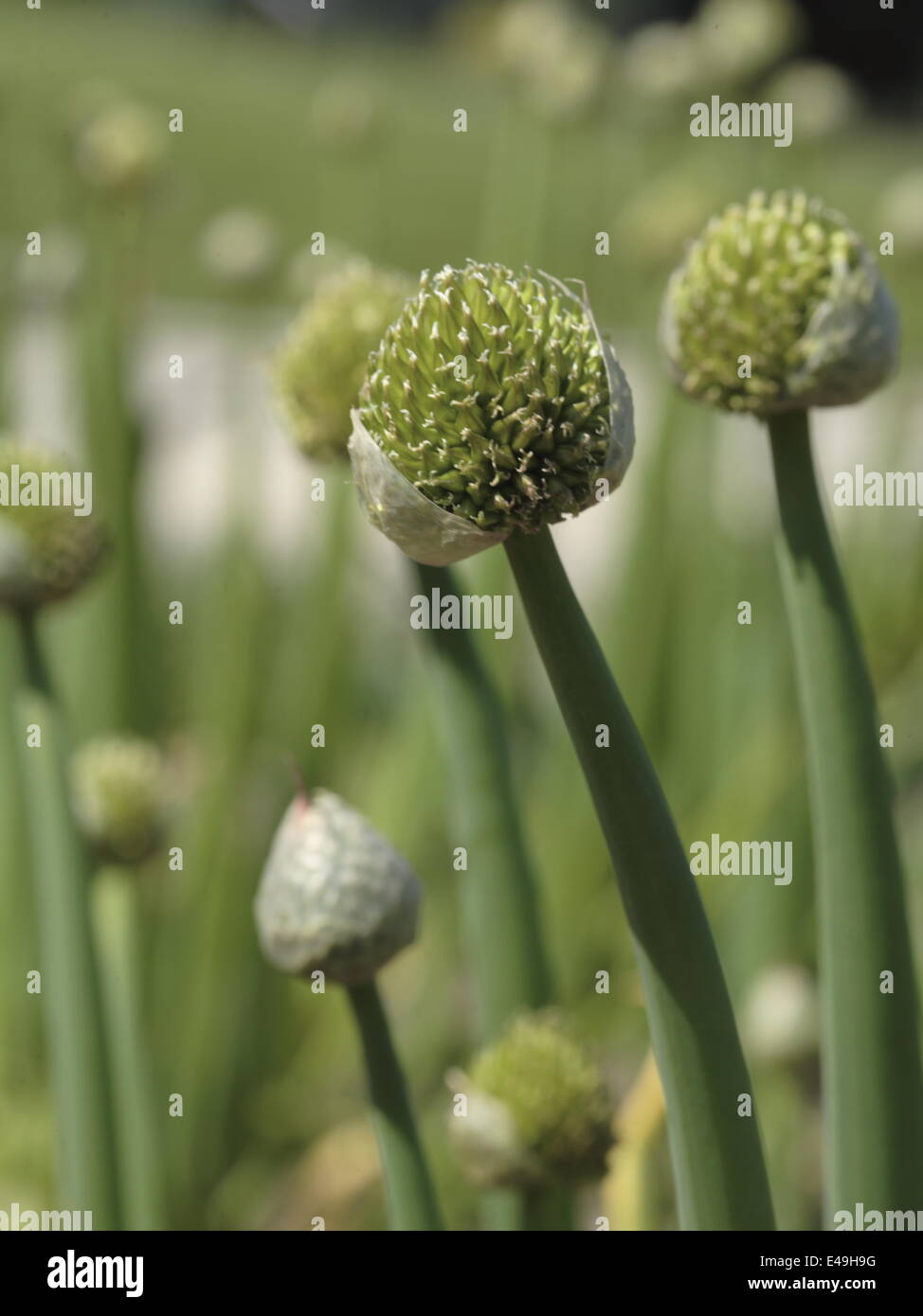 Welsh onion - Allium fistulosum Stock Photo - Alamy