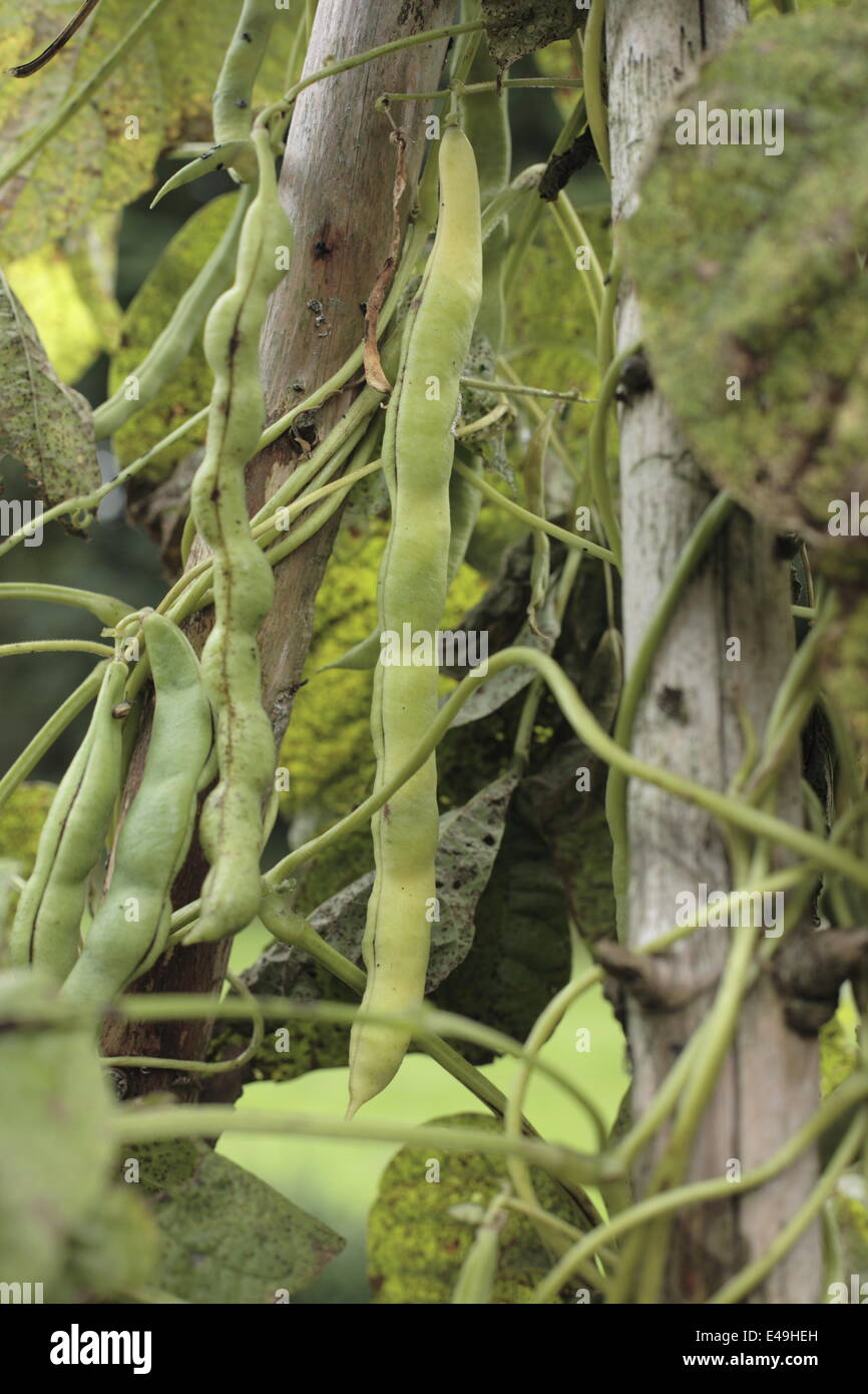Bean pole beanpole hi-res stock photography and images - Alamy