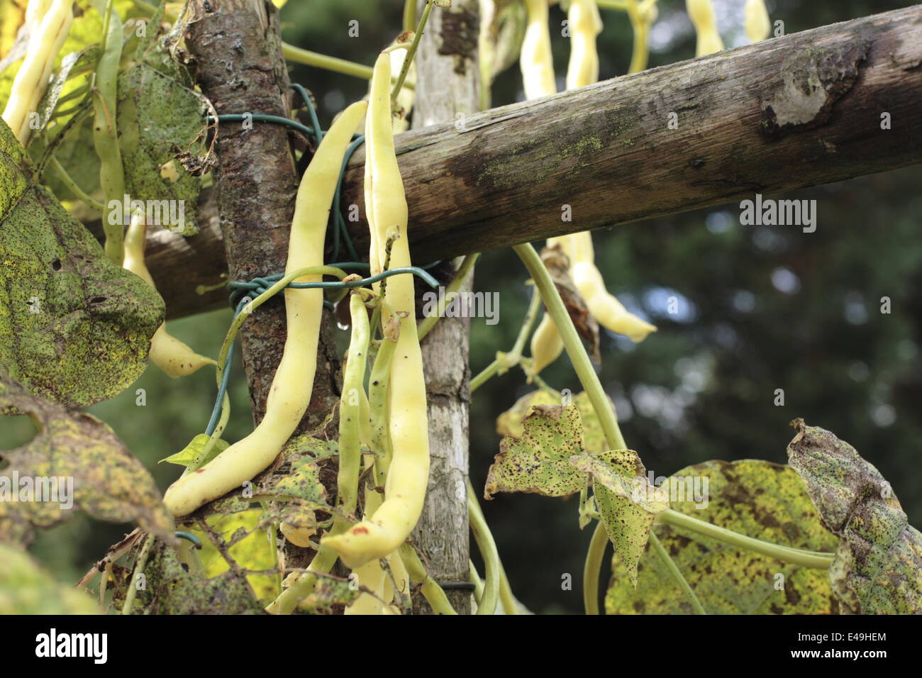 Bean pole beanpole hi-res stock photography and images - Alamy