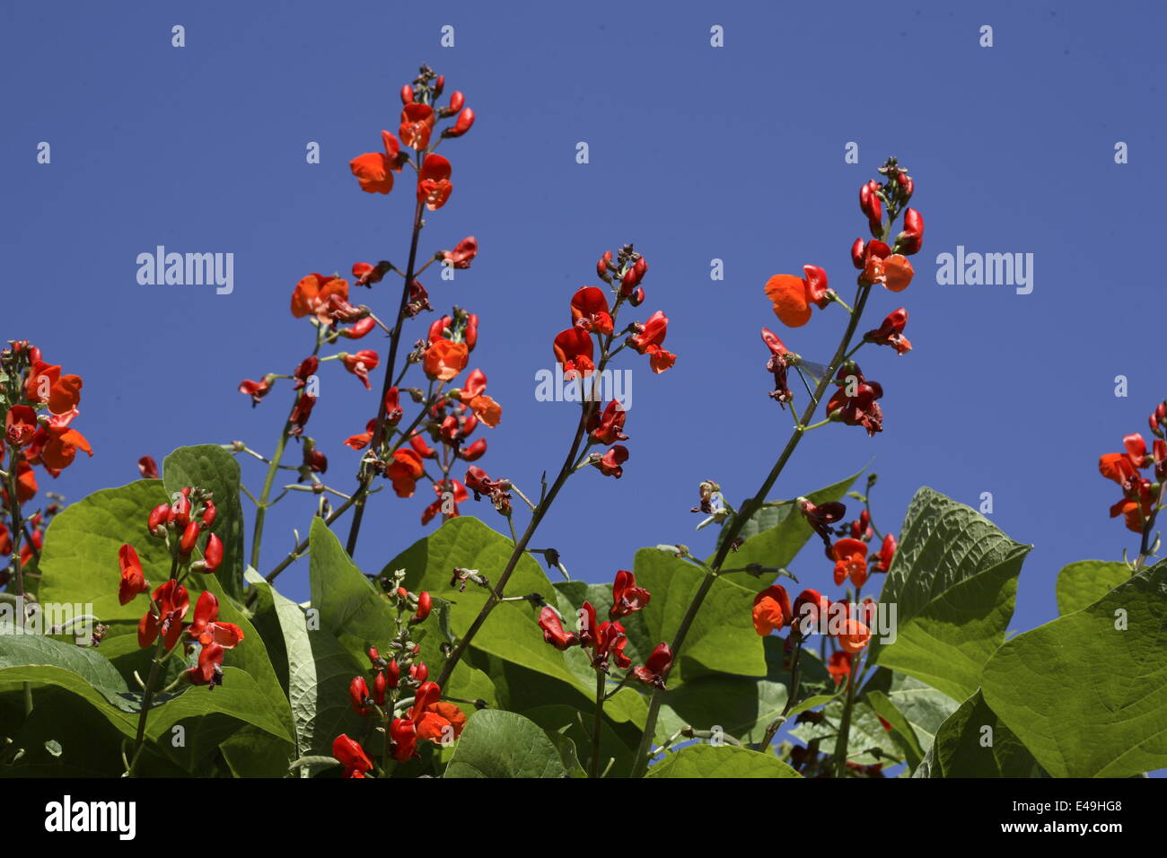 Field runner bean hi-res stock photography and images - Alamy