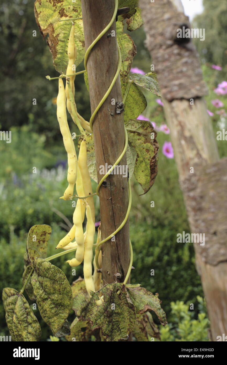 Beanpoles hi-res stock photography and images - Alamy
