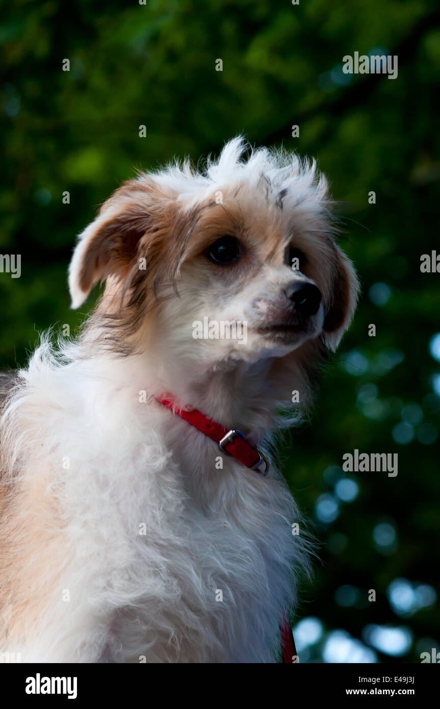 Powderpuff dog hi-res stock photography and images - Alamy