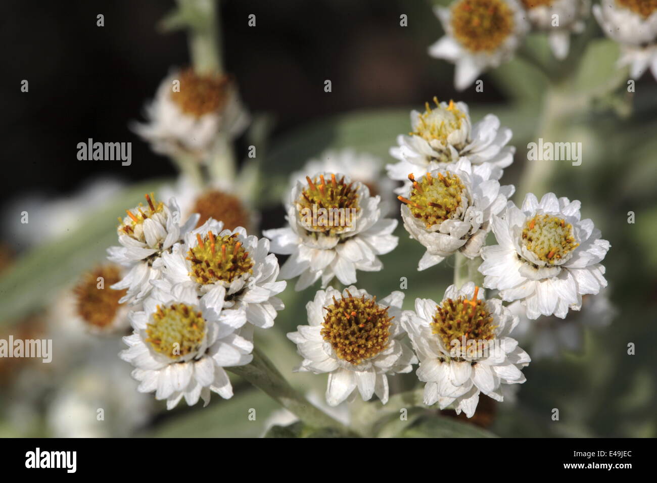 Pearl or pearly everlasting hi-res stock photography and images - Alamy