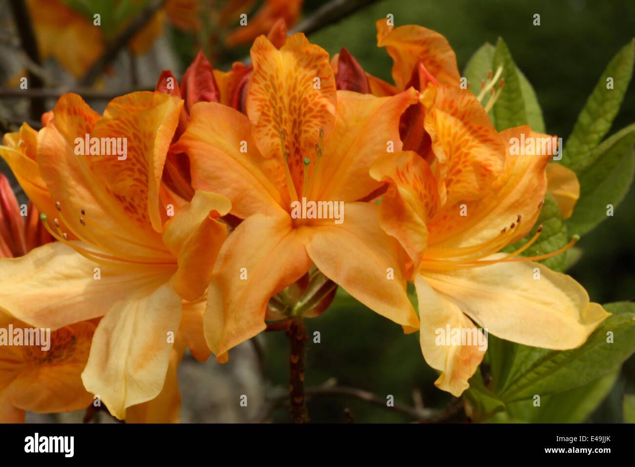 Azalea 'Dr. Reichenbach' Stock Photo - Alamy