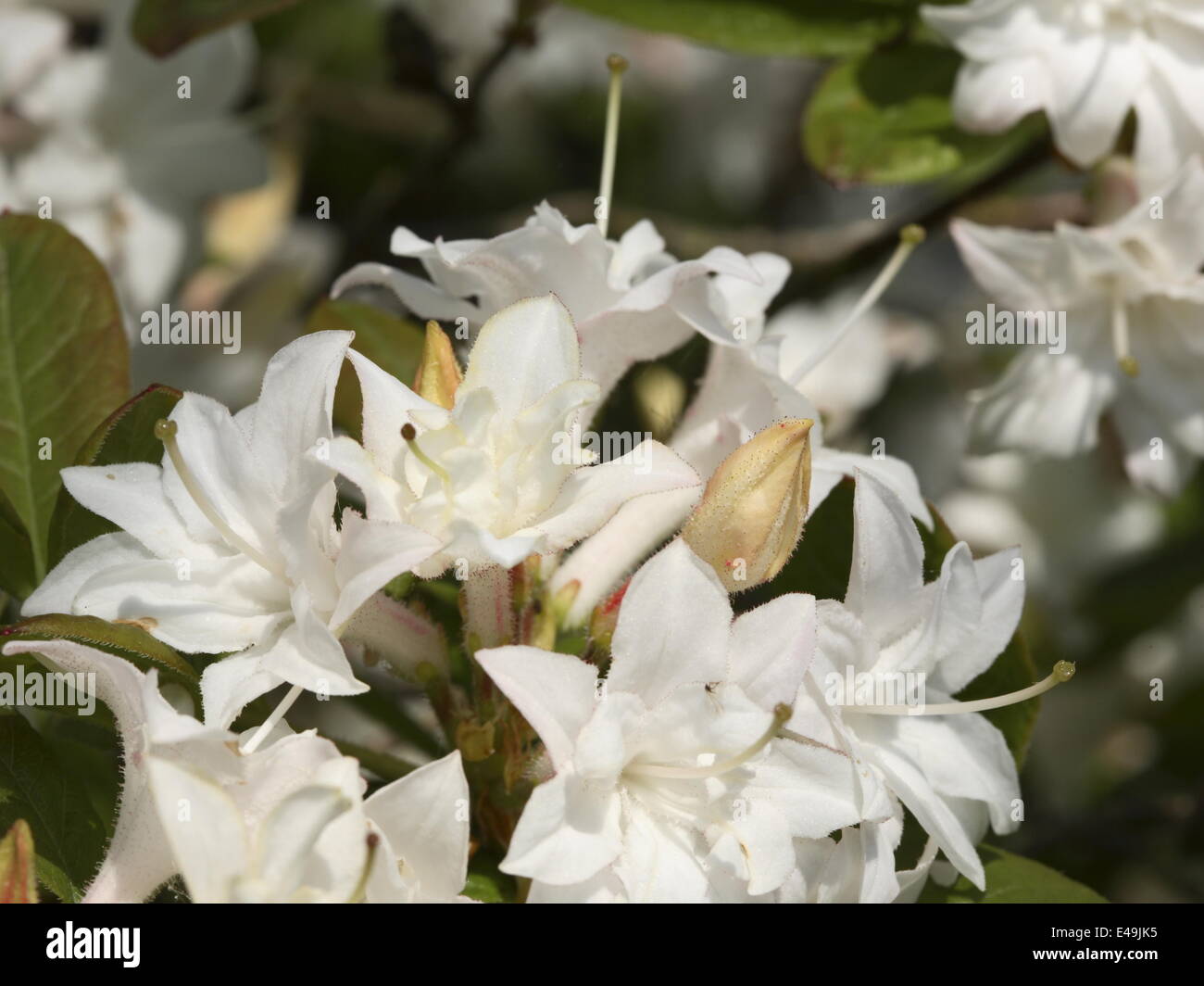 Azalea 'Chocolate Ice' Stock Photo - Alamy