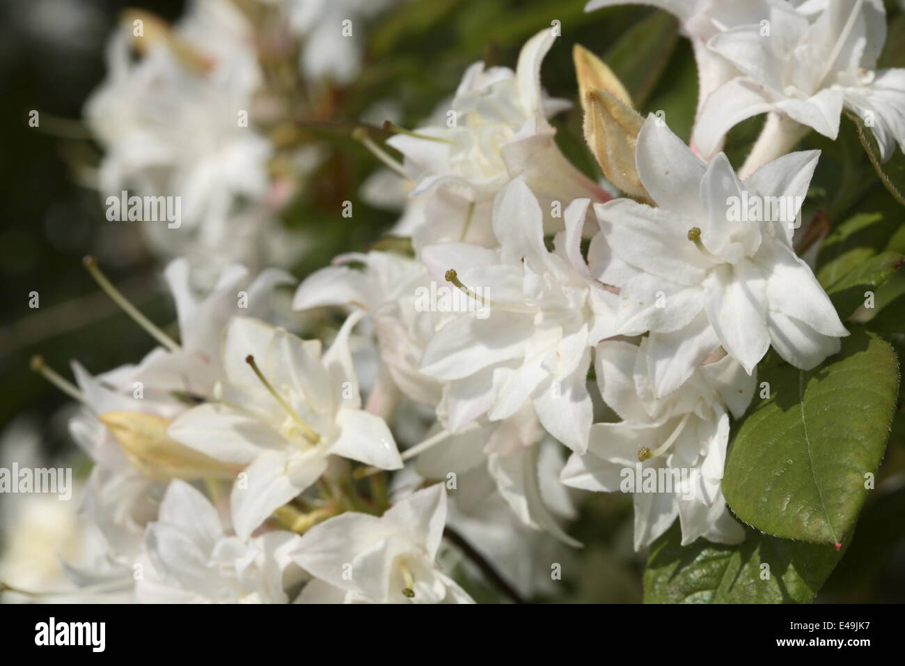 Azalea 'Chocolate Ice' Stock Photo - Alamy