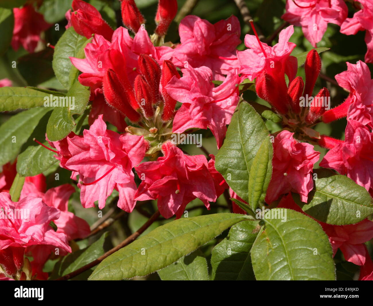 Azalea cultivars hi-res stock photography and images - Alamy