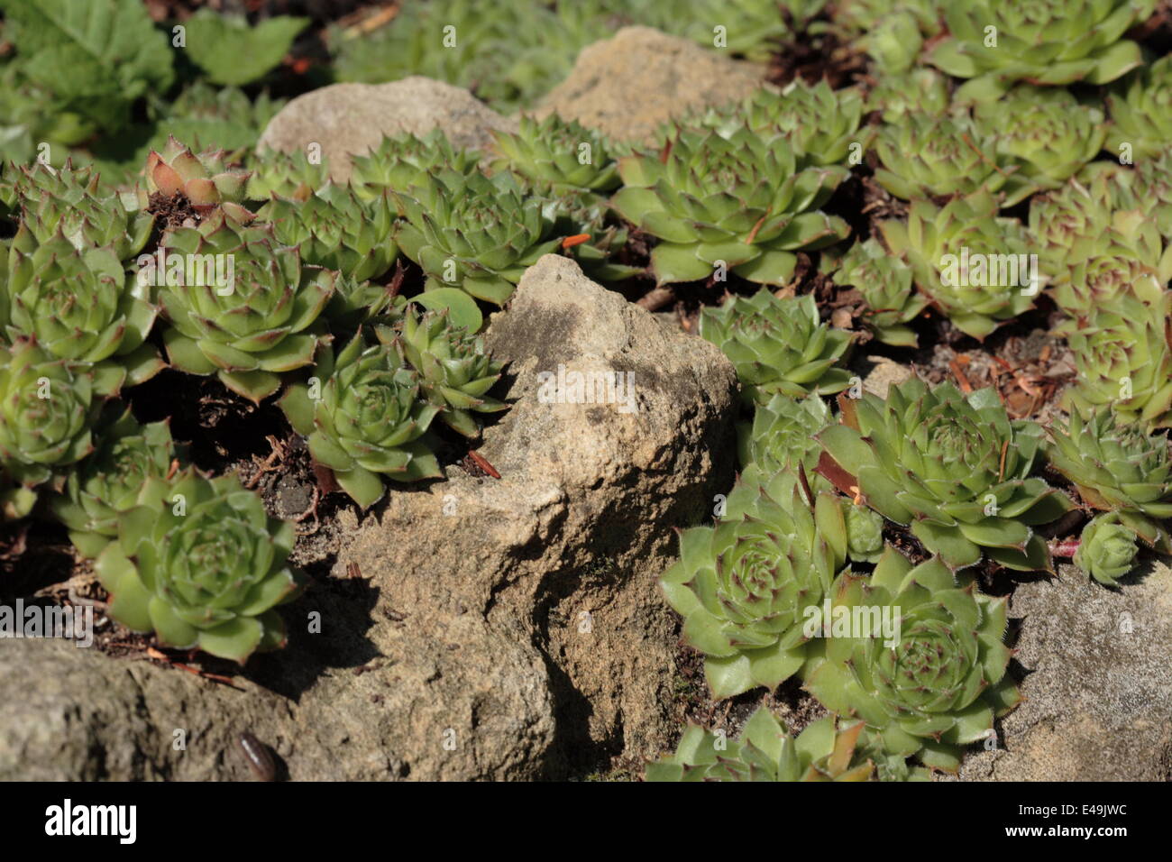 Common houseleek - Sempervivum tectorum Stock Photo - Alamy