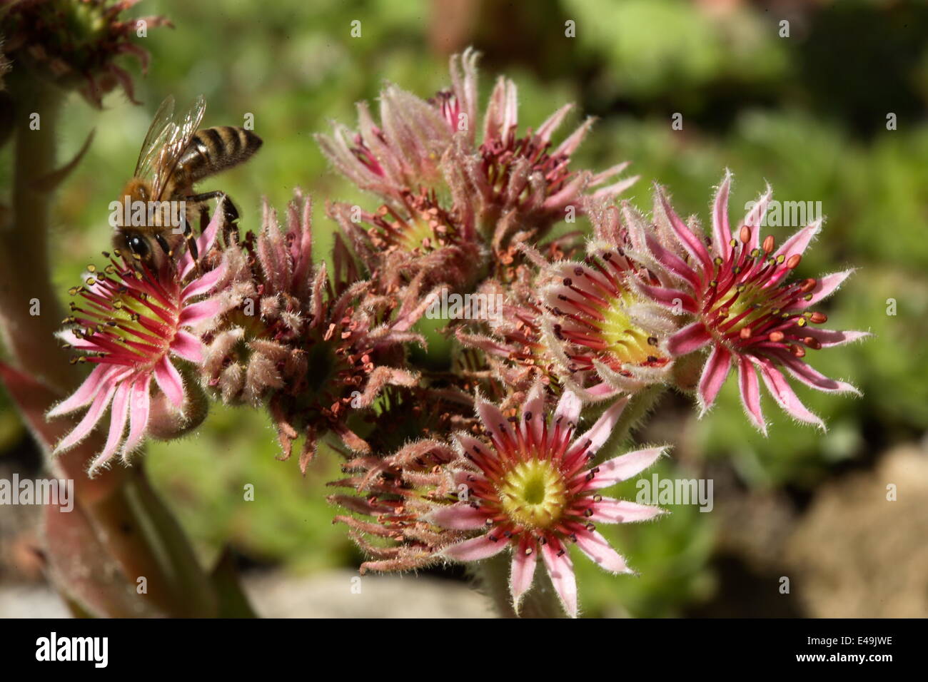 Common houseleek - Sempervivum tectorum Stock Photo - Alamy