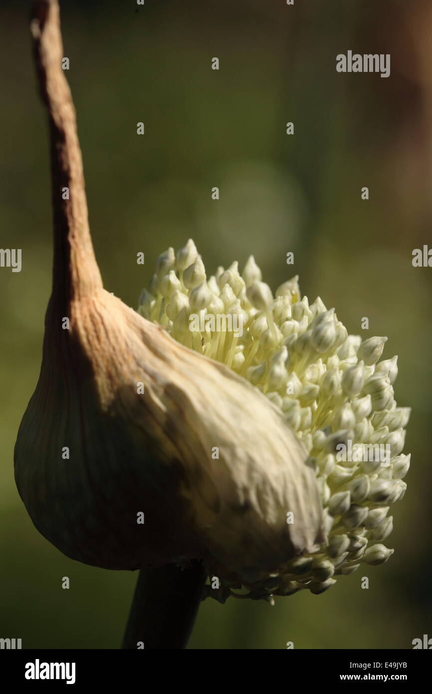 Allium kurrat hi-res stock photography and images - Alamy