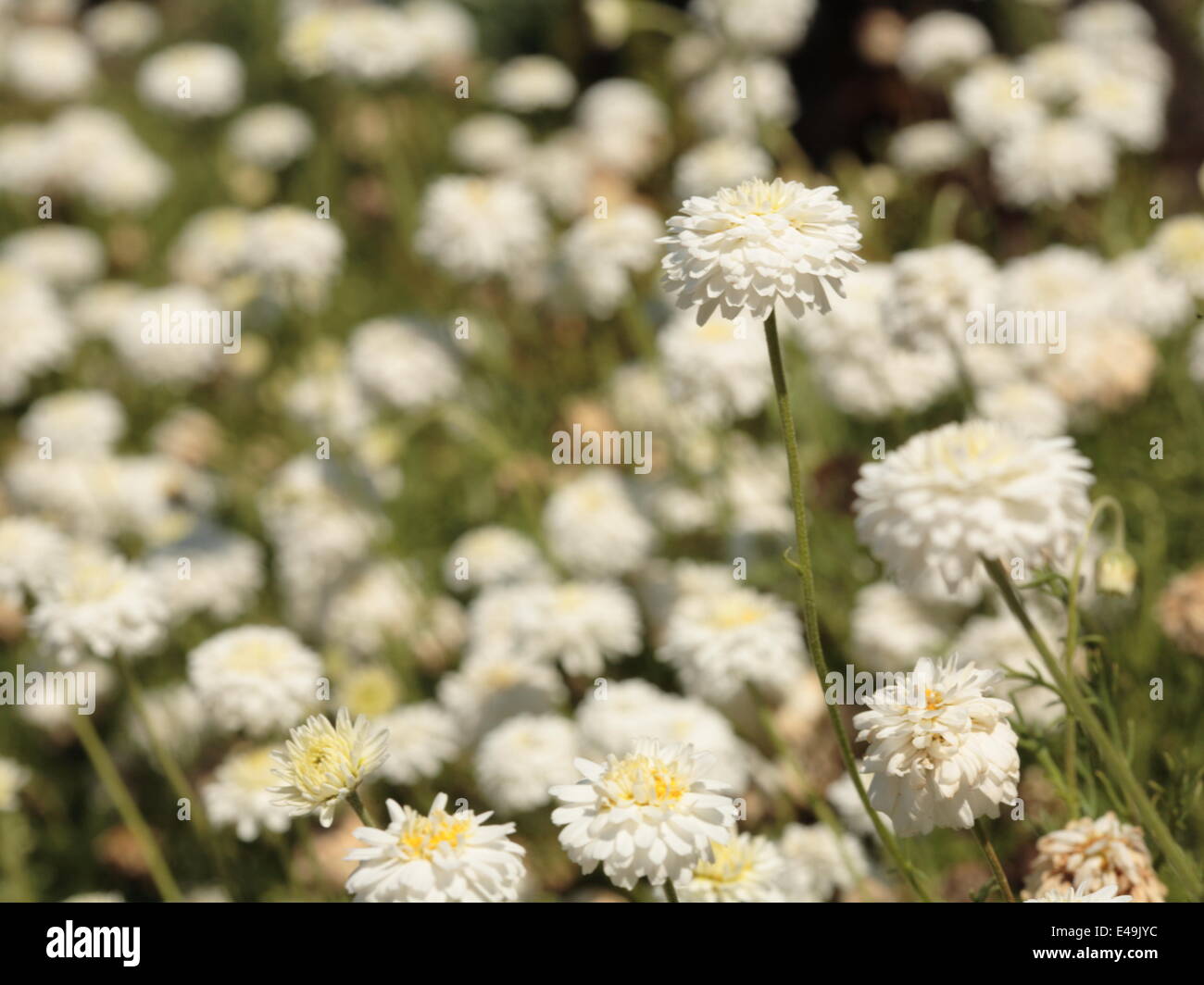 Athemis nobilis hi-res stock photography and images - Alamy