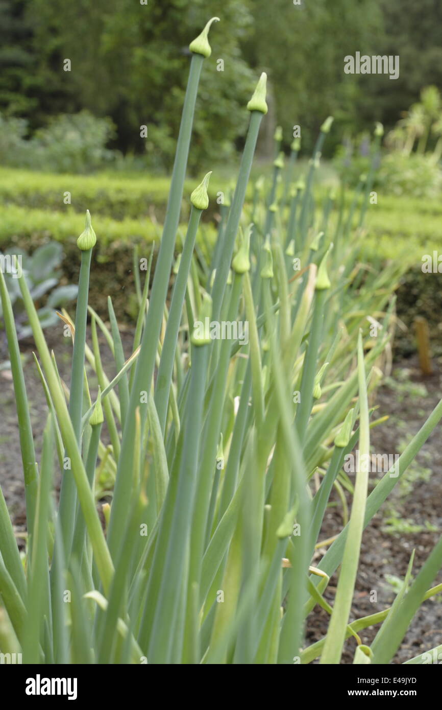 Common onion - Allium cepa Stock Photo - Alamy