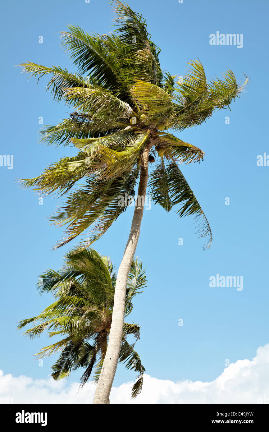 Two coconut trees Stock Photo - Alamy
