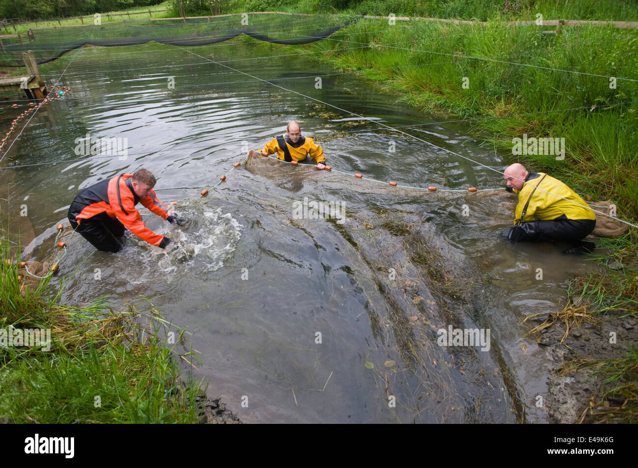 Natural Resources Wales staff netting a semi-natural rearing pond used ...