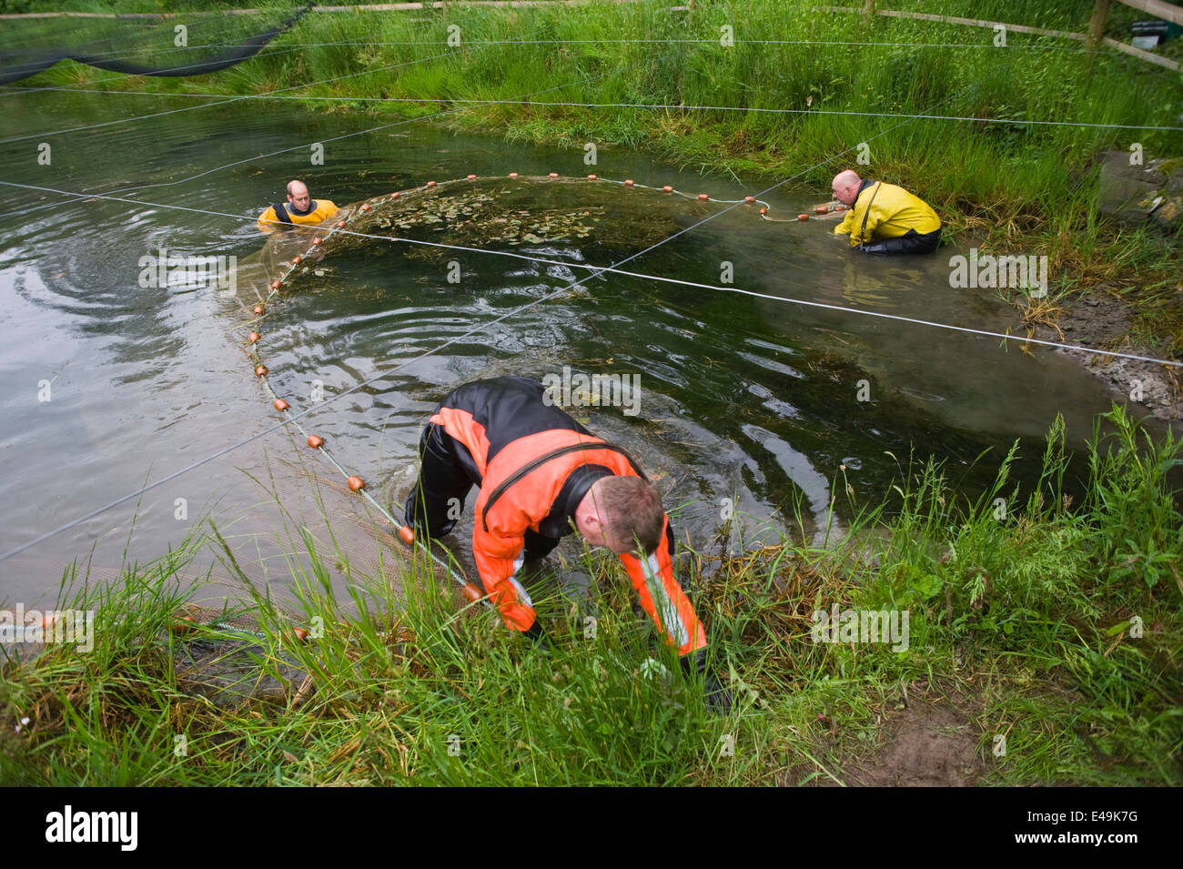 Natural Resources Wales staff netting a semi-natural rearing pond used ...