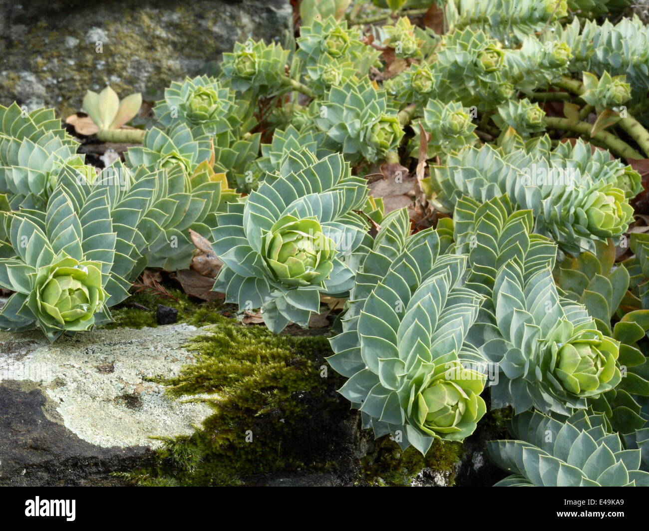 Myrtle spurge - Euphorbia myrsinites Stock Photo - Alamy