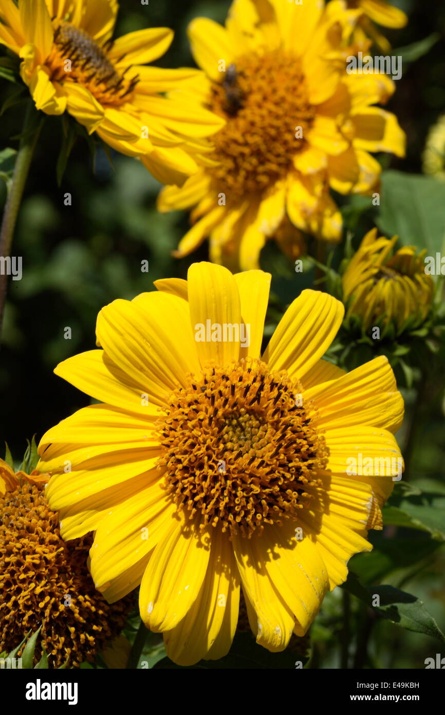 Thinleaf sunflower 'Capenoch Star' Stock Photo - Alamy