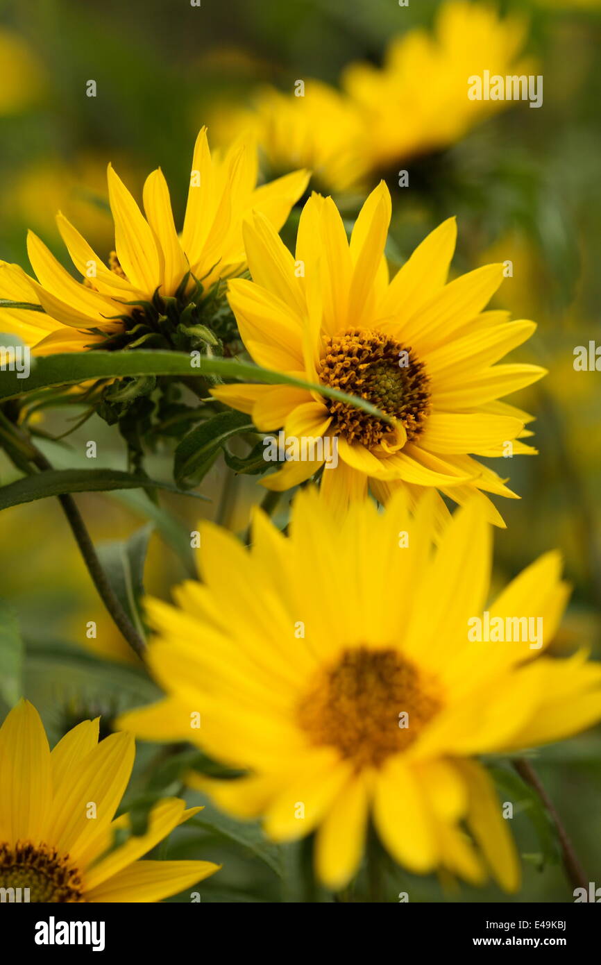 Giant sunflower hi-res stock photography and images - Alamy