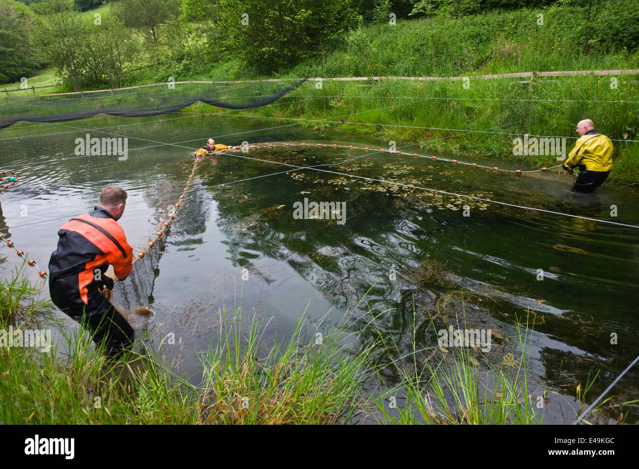 Natural Resources Wales staff netting a semi-natural rearing pond used ...