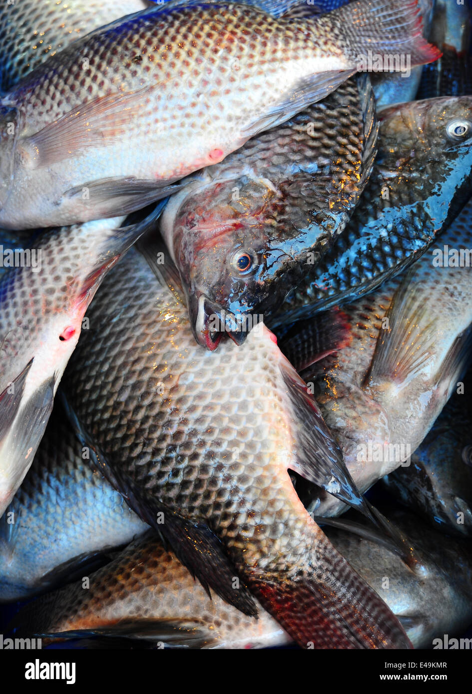 Aquiculture hi-res stock photography and images - Alamy