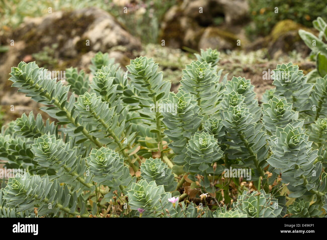 Myrtle spurge - Euphorbia myrsinites Stock Photo - Alamy