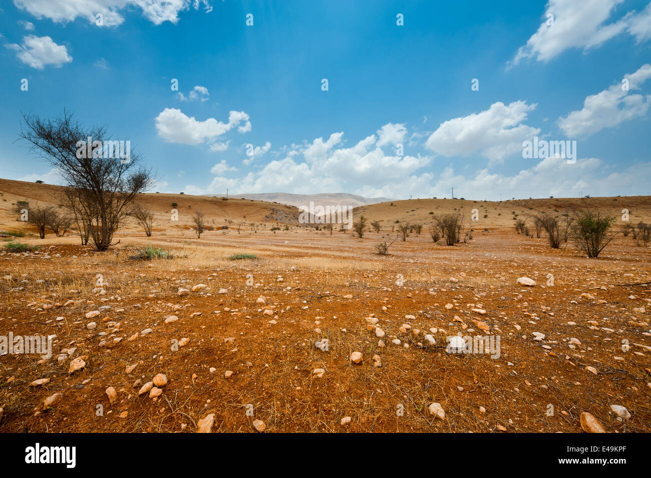 Shrubs of israel hi-res stock photography and images - Alamy
