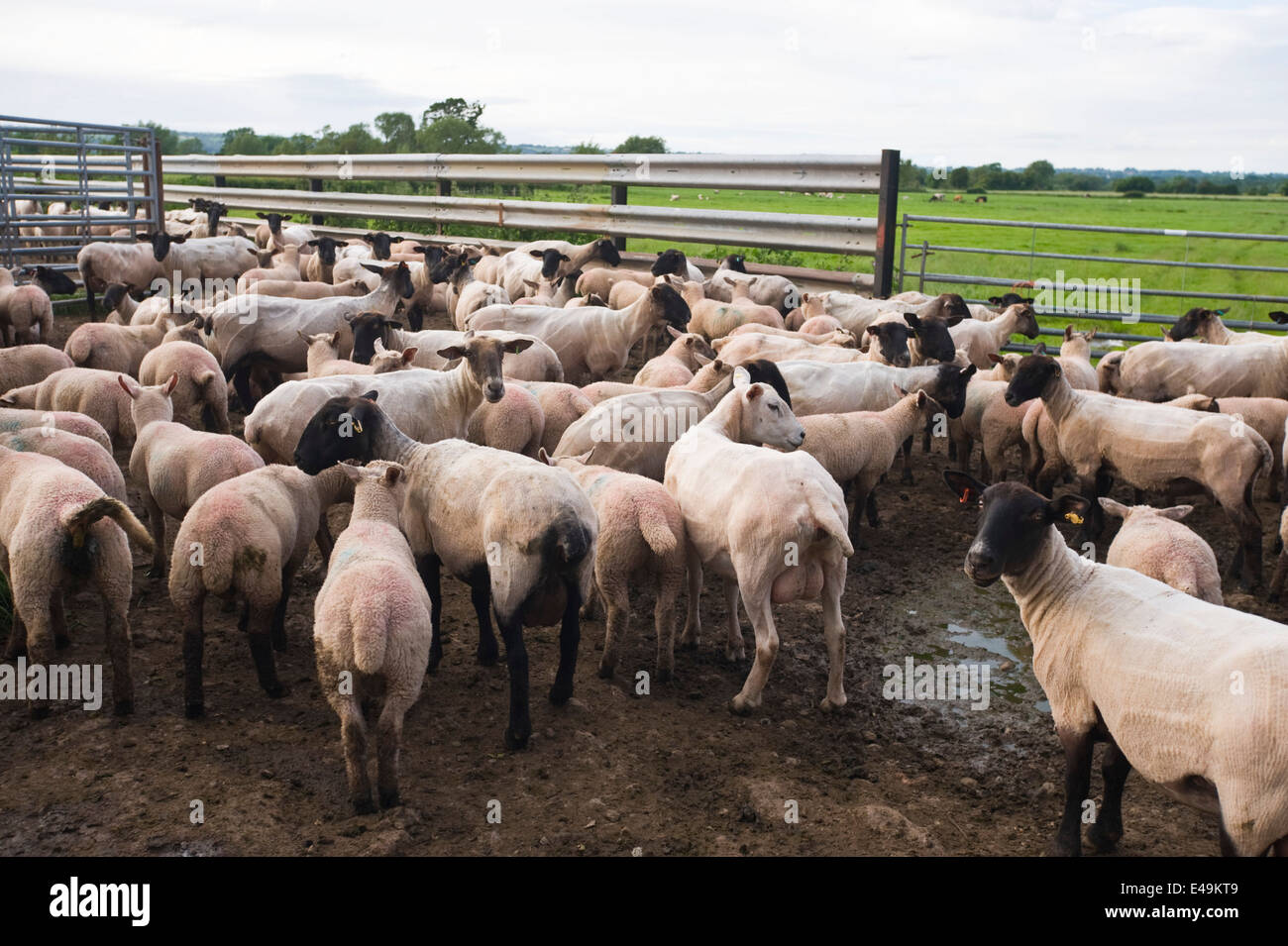 Farm stock england hi-res stock photography and images - Alamy