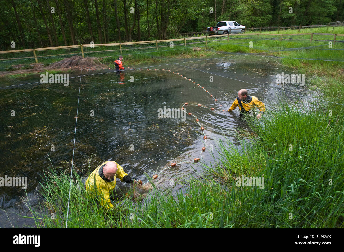 Natural Resources Wales staff netting a semi-natural rearing pond Stock ...