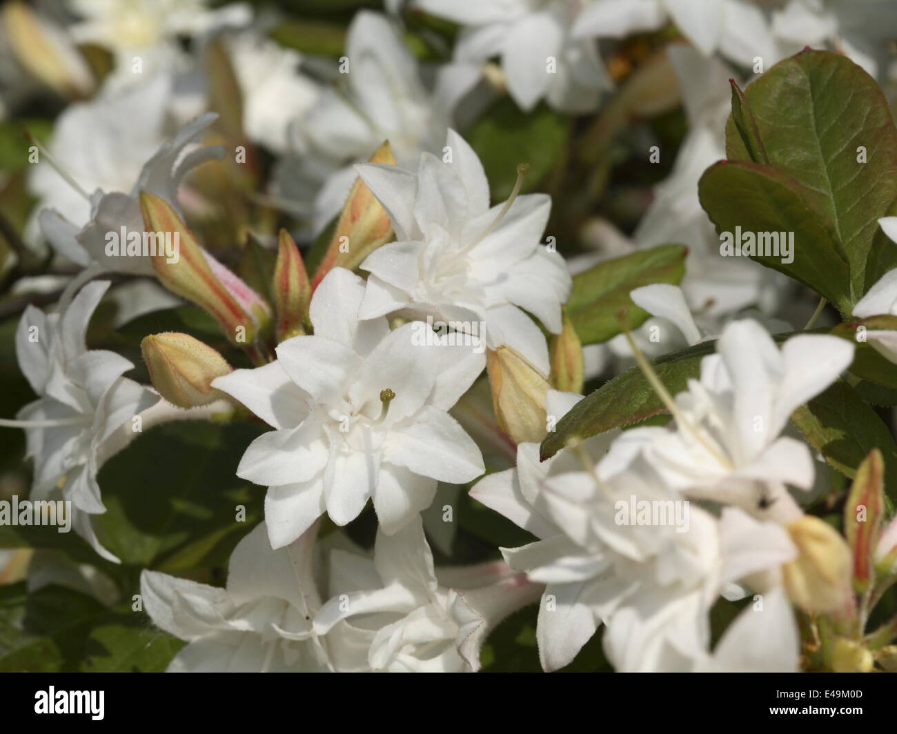 Azalea 'Chocolate Ice' Stock Photo - Alamy