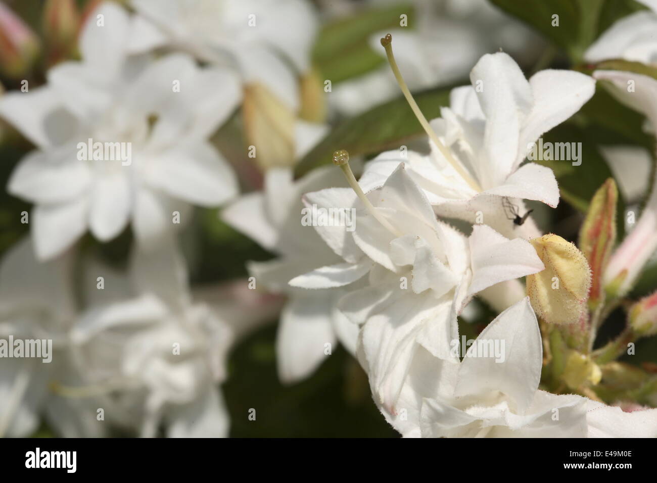 Azalea chocolate ice hi-res stock photography and images - Alamy