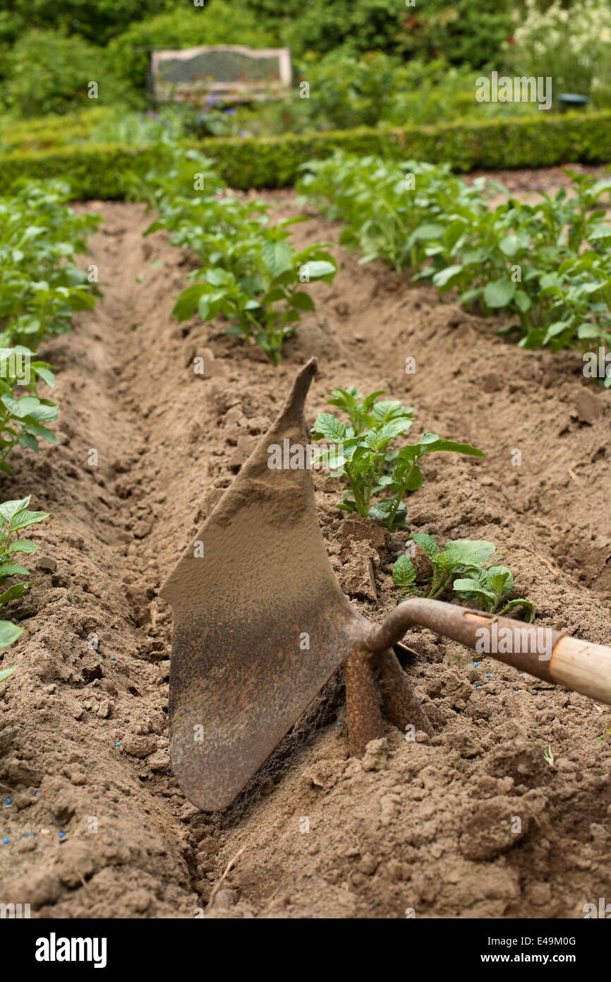 Seed potato field hi-res stock photography and images - Alamy