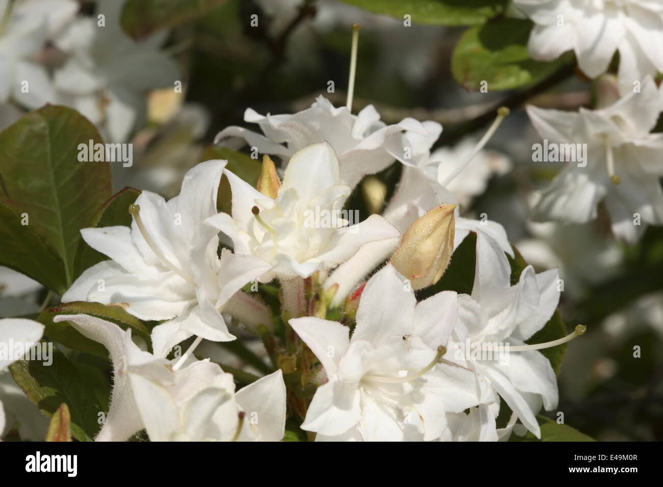Azalea chocolate ice hi-res stock photography and images - Alamy