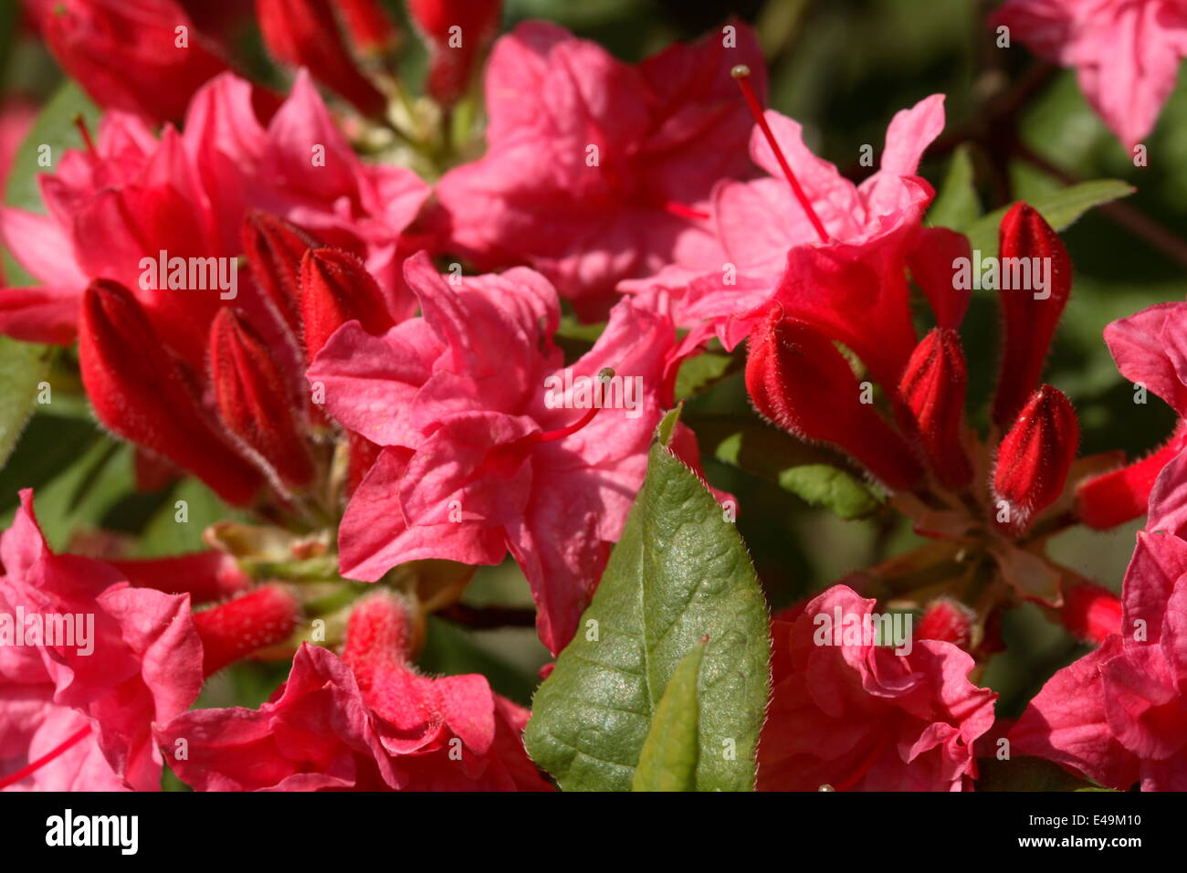 Azalea cultivars hi-res stock photography and images - Alamy