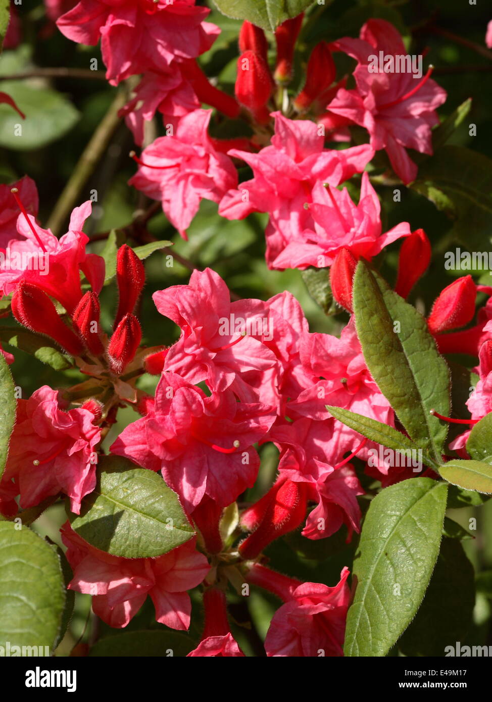 Azalea hybrids hi-res stock photography and images - Alamy