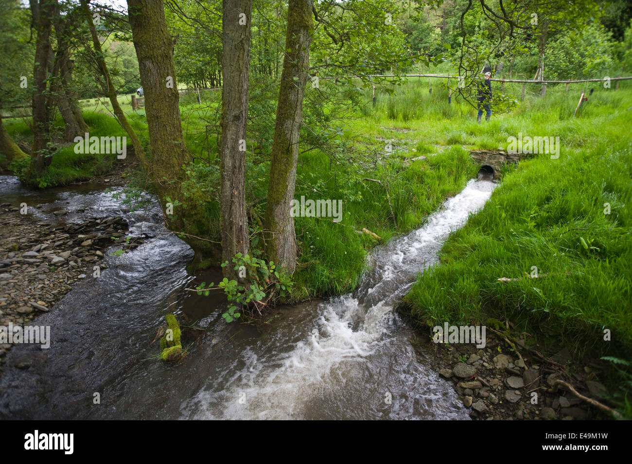 Outfall of semi-natural rearing pond used to raise salmon parr into ...